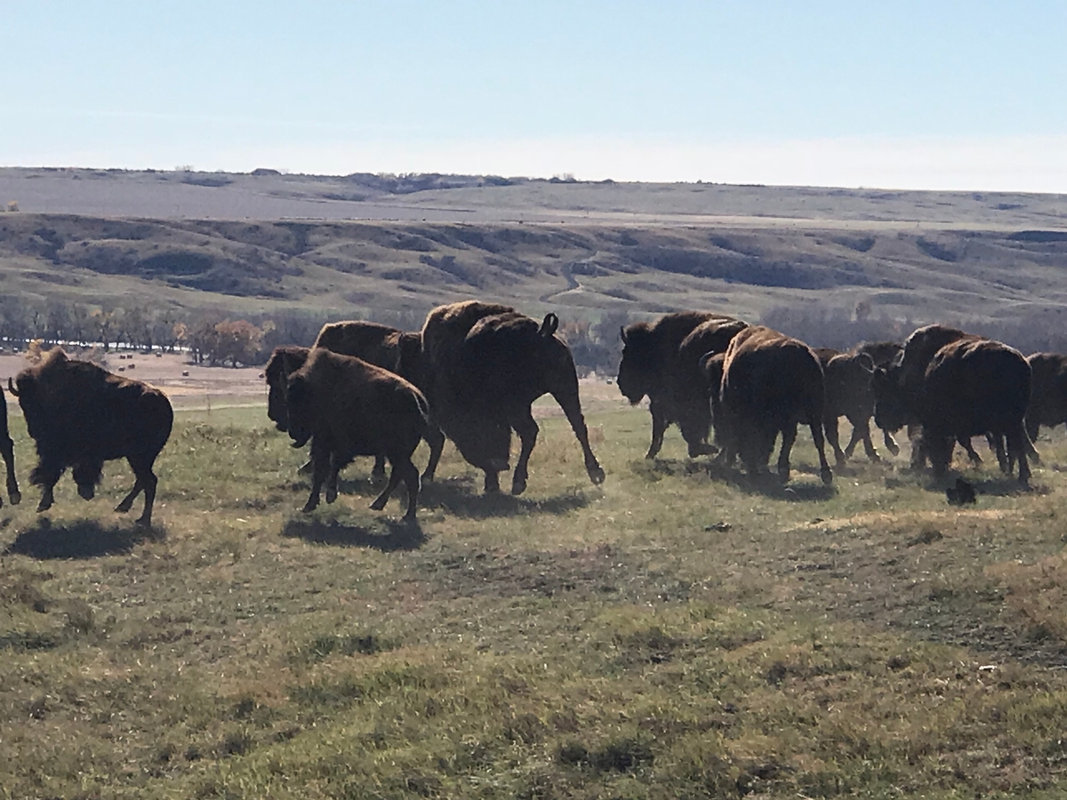 Bison Hunting at Prairie Highlands Lodge